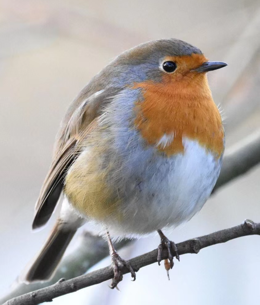 Bird Watching Magic: How Smart Technology Enhances Robin Observations